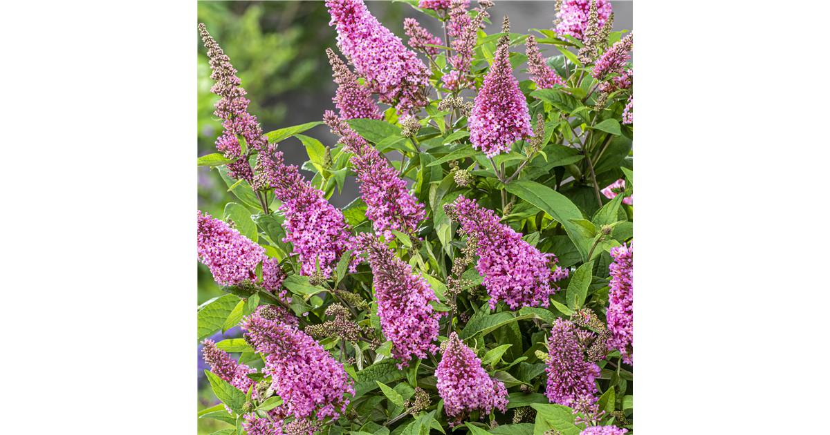 Buddleja davidii 'Butterfly Candy® Little Pink'