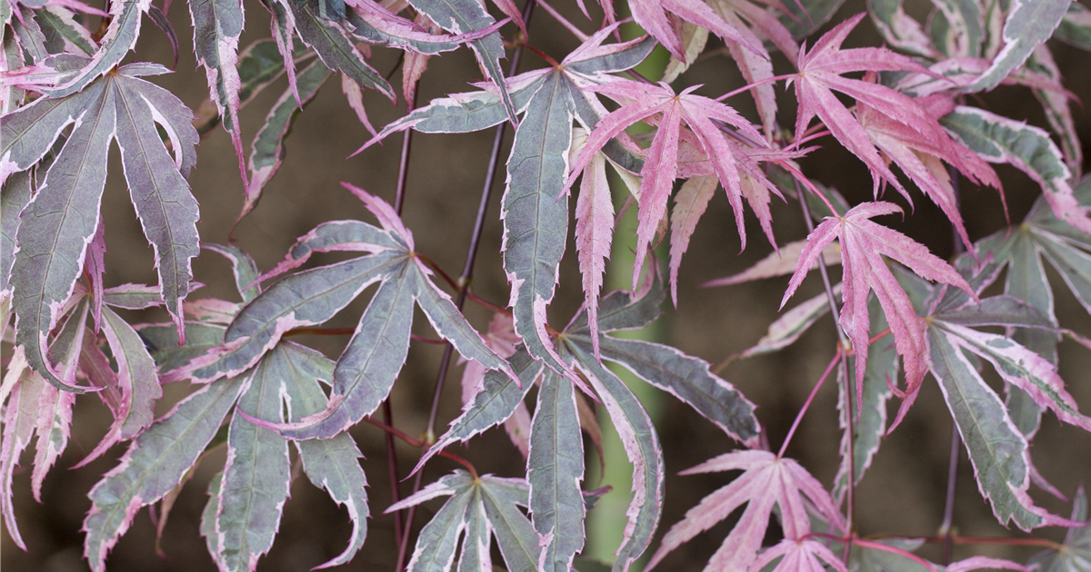 Acer palmatum 'Shirazz'
