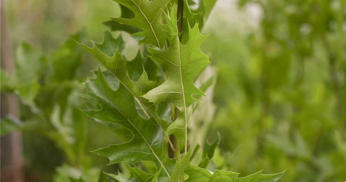 Quercus palustris 'Green Pillar'®