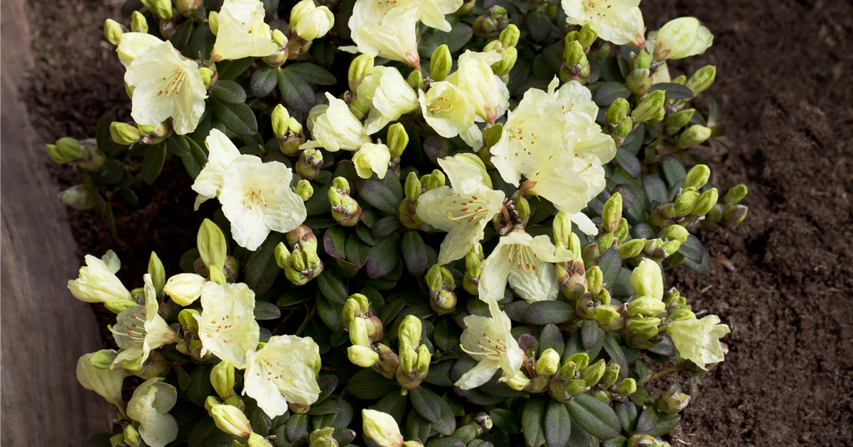 Rhododendron ludlowii 'Wren'