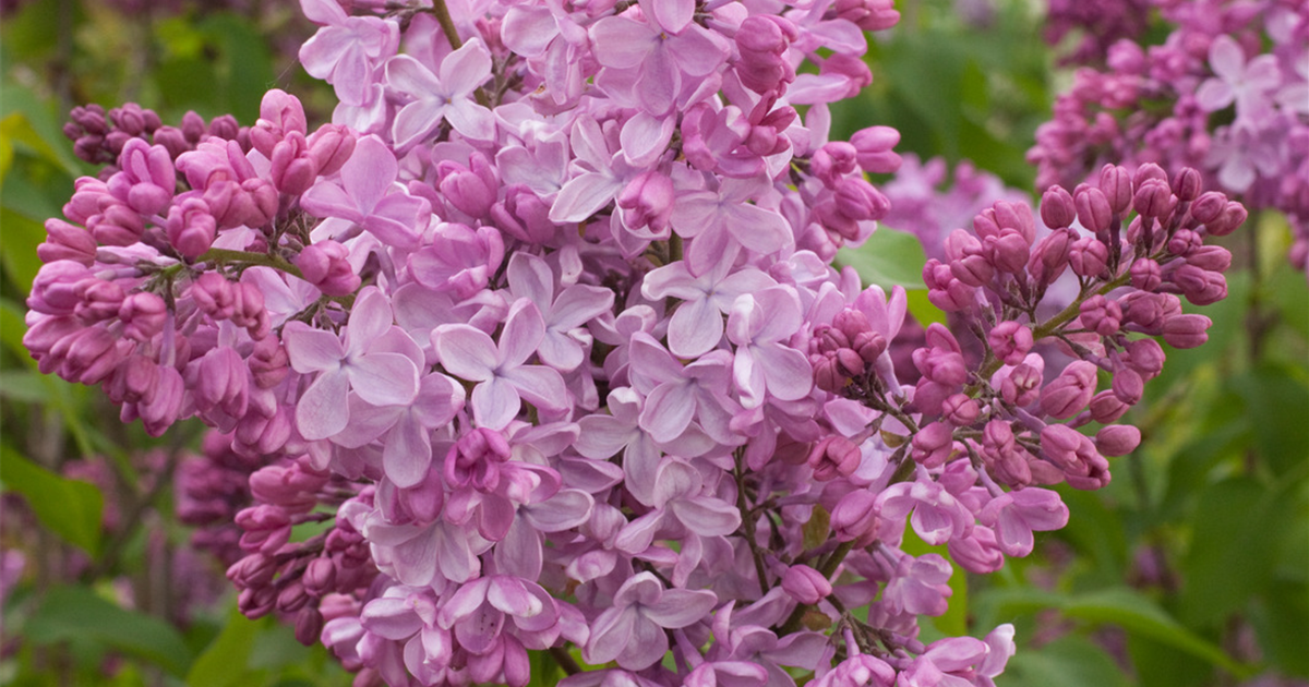 Syringa hyacinthiflora 'Esther Staley'