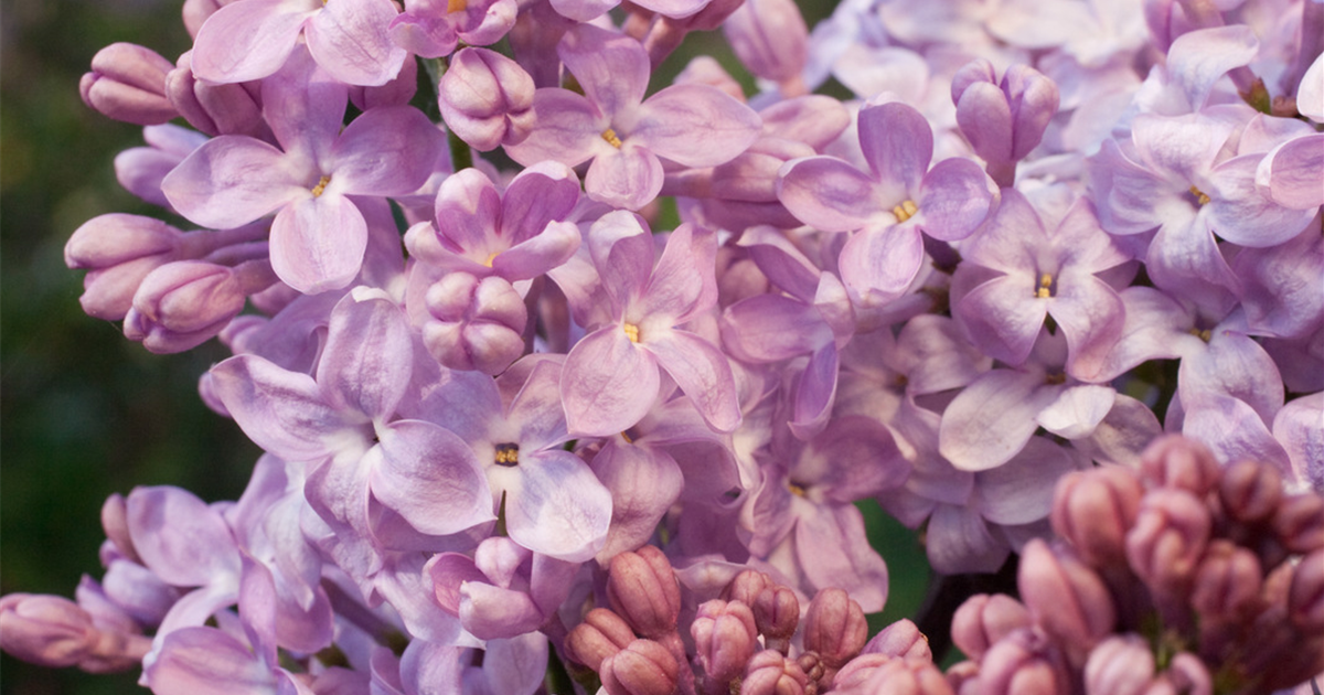 Syringa hyacinthiflora 'Lavender Lady'