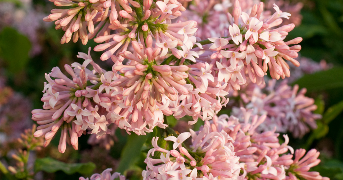 Syringa prestoniae 'Miss Canada'