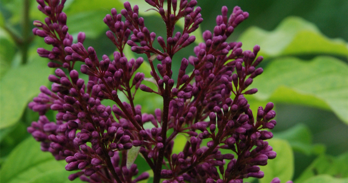 Syringa 'Redwine'