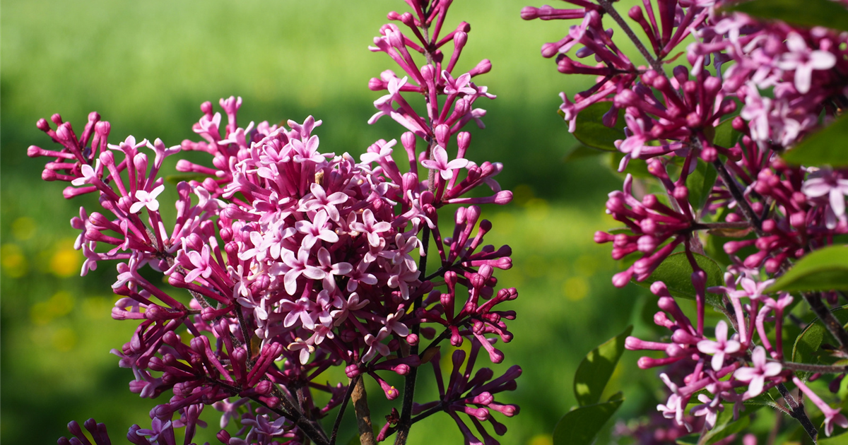 Syringa 'Prince Charming'®