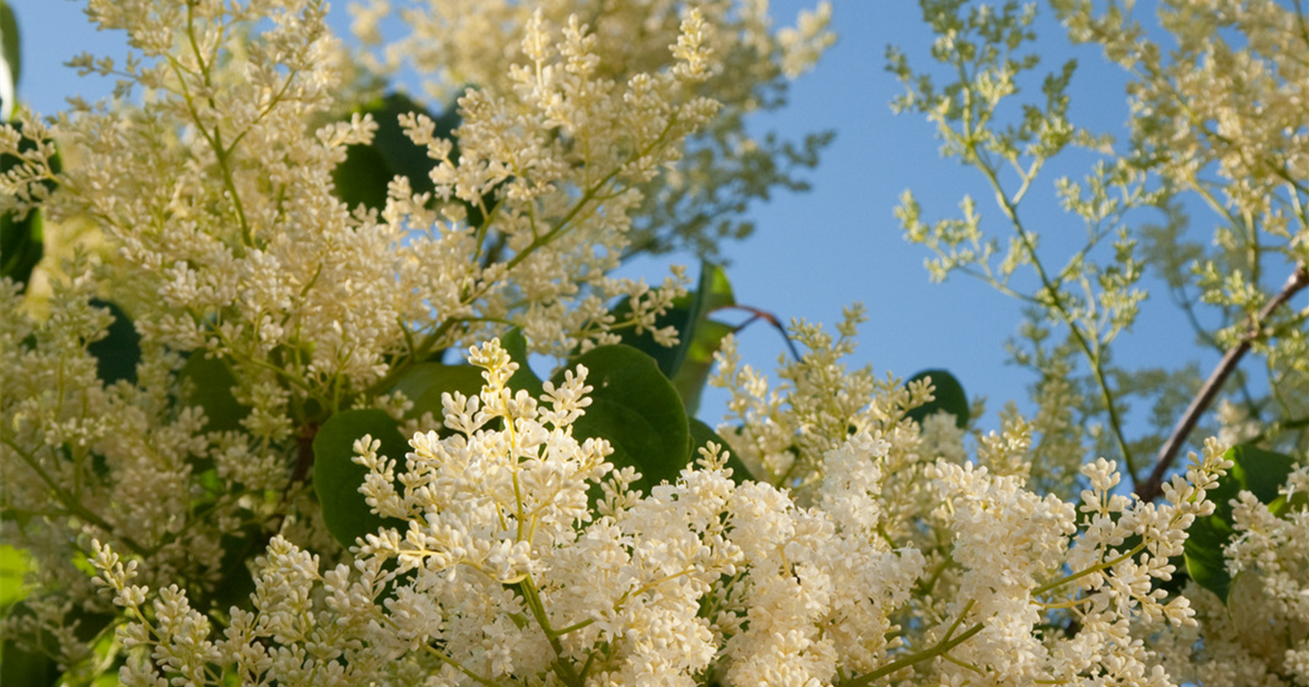 Syringa reticulata 'City of Toronto'