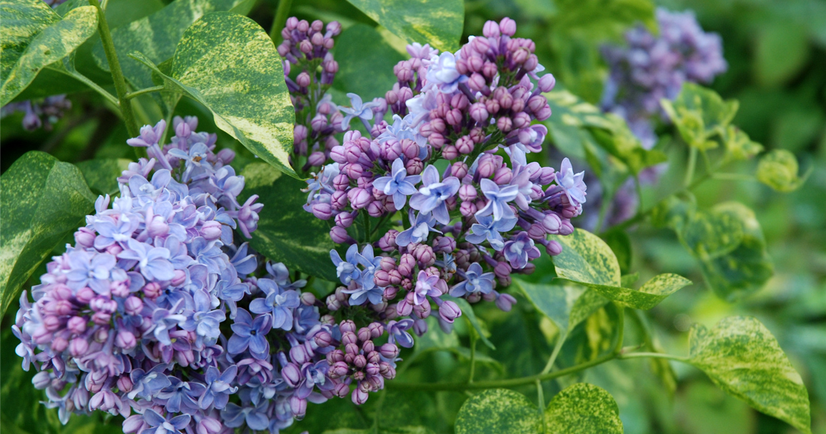 Syringa vulgaris 'Aucubaefolia'