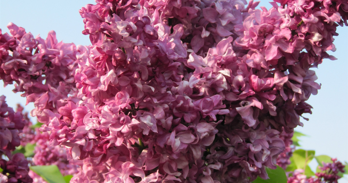 Syringa vulgaris 'Mrs. Edward Harding'