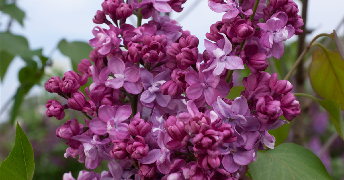 Syringa vulgaris 'Prince Wolkonsky'