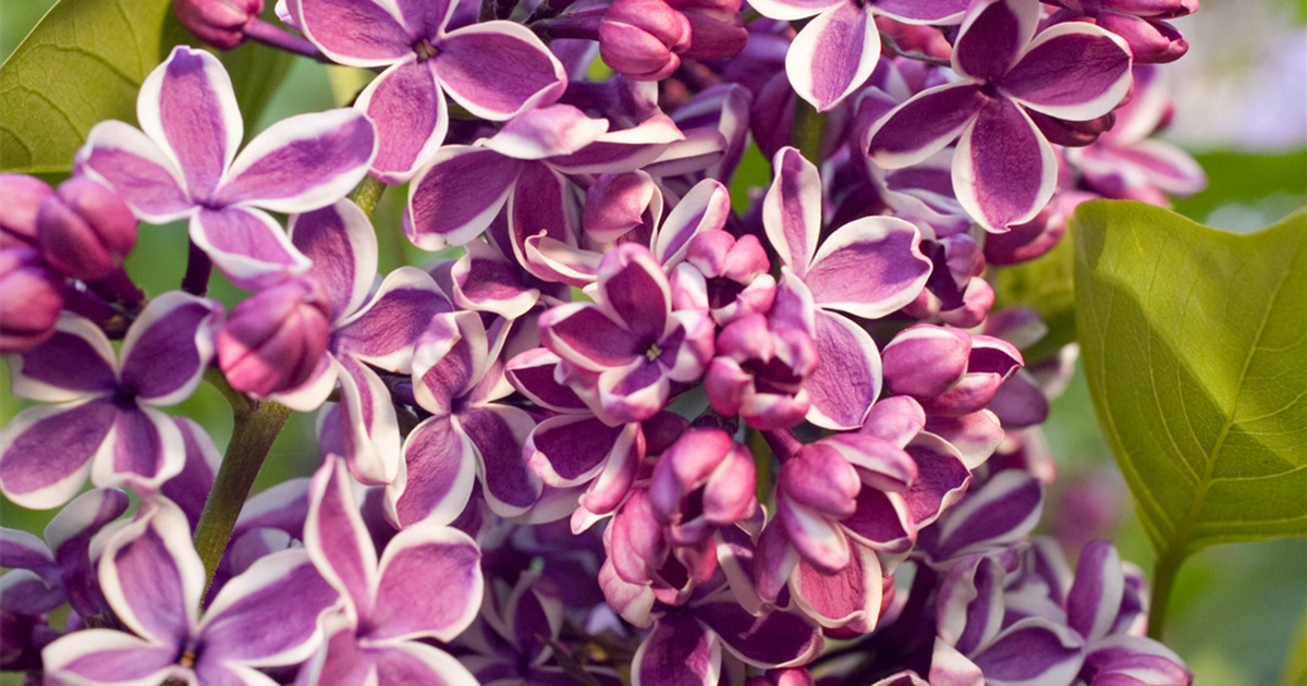 Syringa vulgaris 'Sensation'