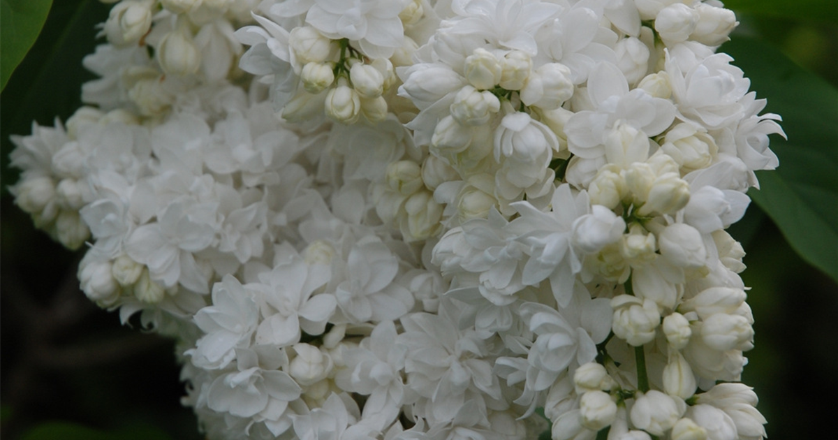 Syringa vulgaris 'Souvenir d´Alice Harding'