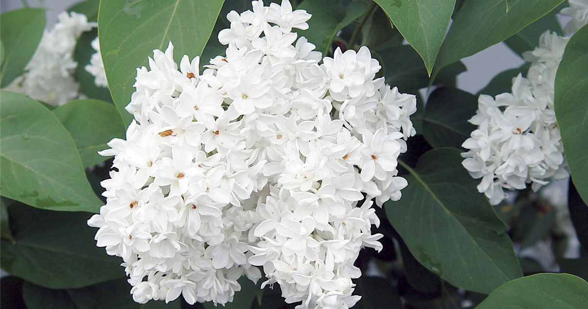 Syringa vulgaris 'Mme Florent Stepman'