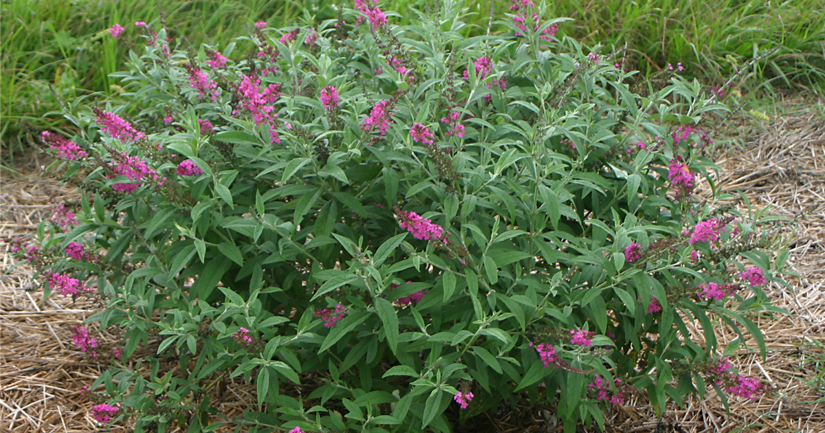 Buddleja 'Miss Ruby'Ⓢ PW®