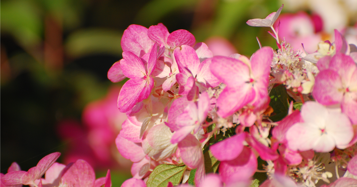 Hydrangea paniculata 'Diamond Rouge'®