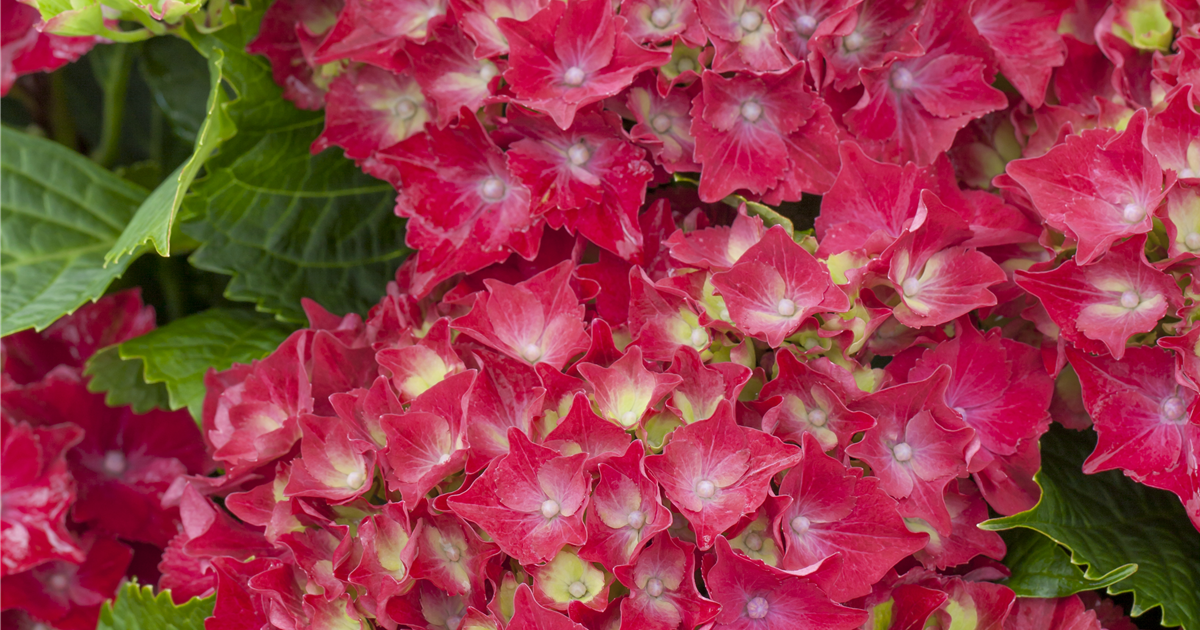 Hydrangea macrophylla 'Royal Red'®