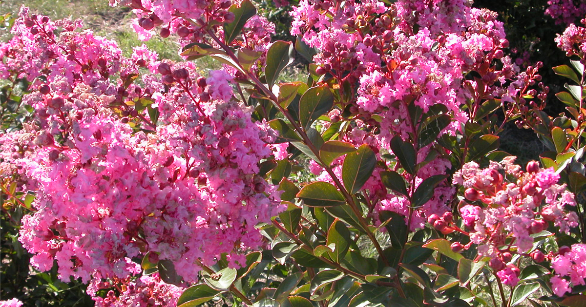 Lagerstroemia indica 'Petite Pink'®