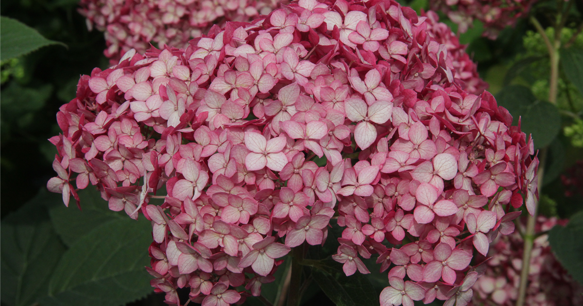 Hydrangea arborescens 'Ruby Annabelle'® PW®