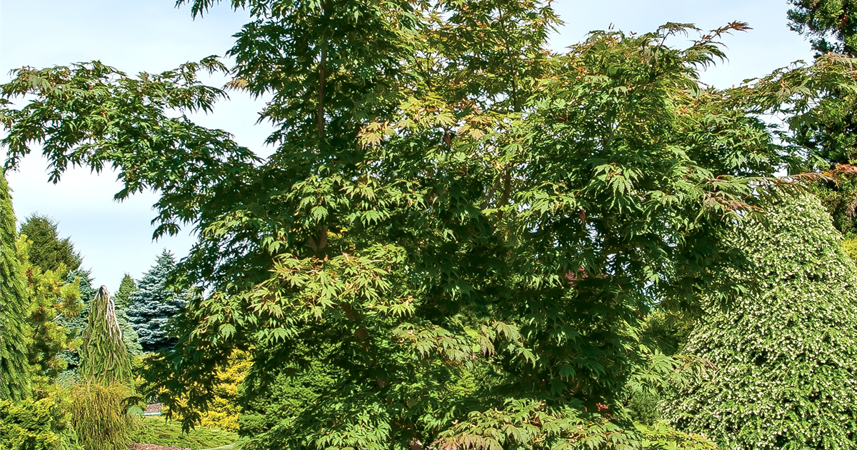 Acer pseudosieboldianum 'Arctic Jade'®