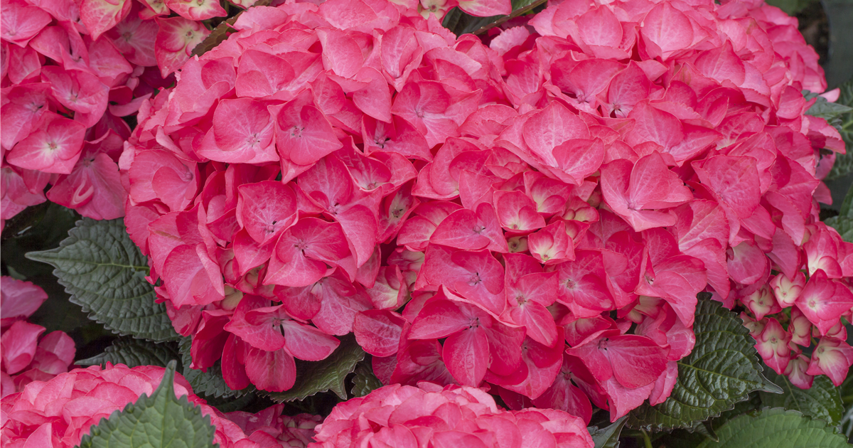 Hydrangea macrophylla 'Red Angel'®
