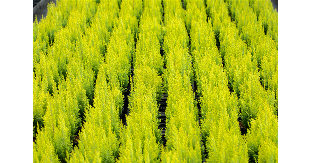 Öffnungszeiten - Baumschule Roßkamp