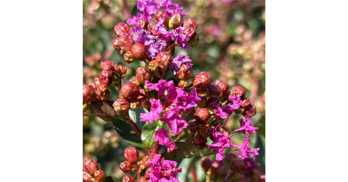 Lagerstroemia indica 'Purple Star'®