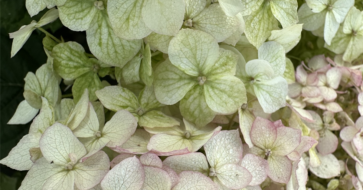 Hydrangea arborescens 'Bella Ragazza Blanchetta'®