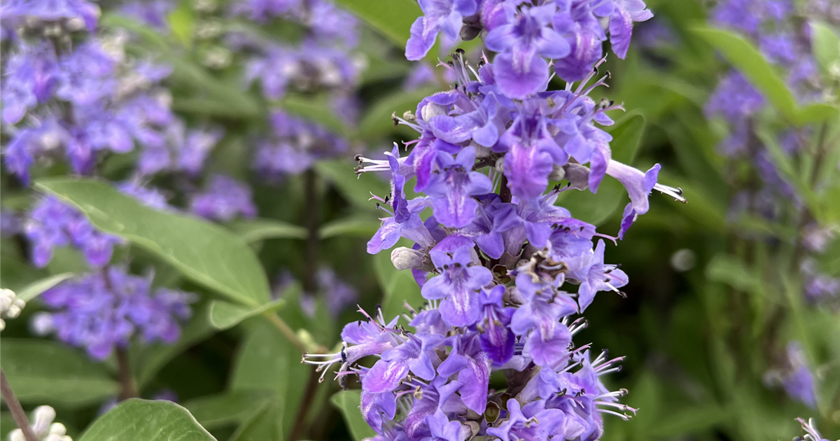 VITEX agnus-castus ´Magical® Summertime Blues´