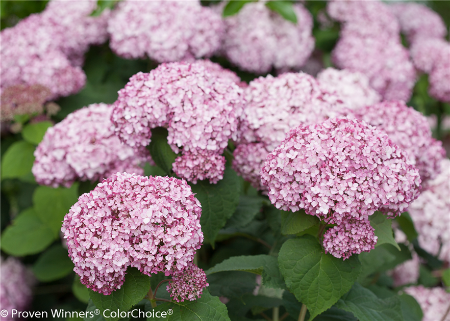Hydrangea arborescens Sweet Annabelle PW